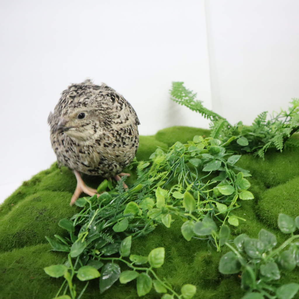 Calico Quail Hatching Eggs – Fertile Eggs for Incubation – Charity Pet ...