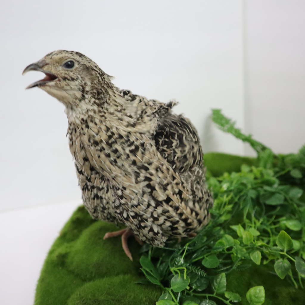 Calico Quail Hatching Eggs – Fertile Eggs for Incubation – Charity Pet ...